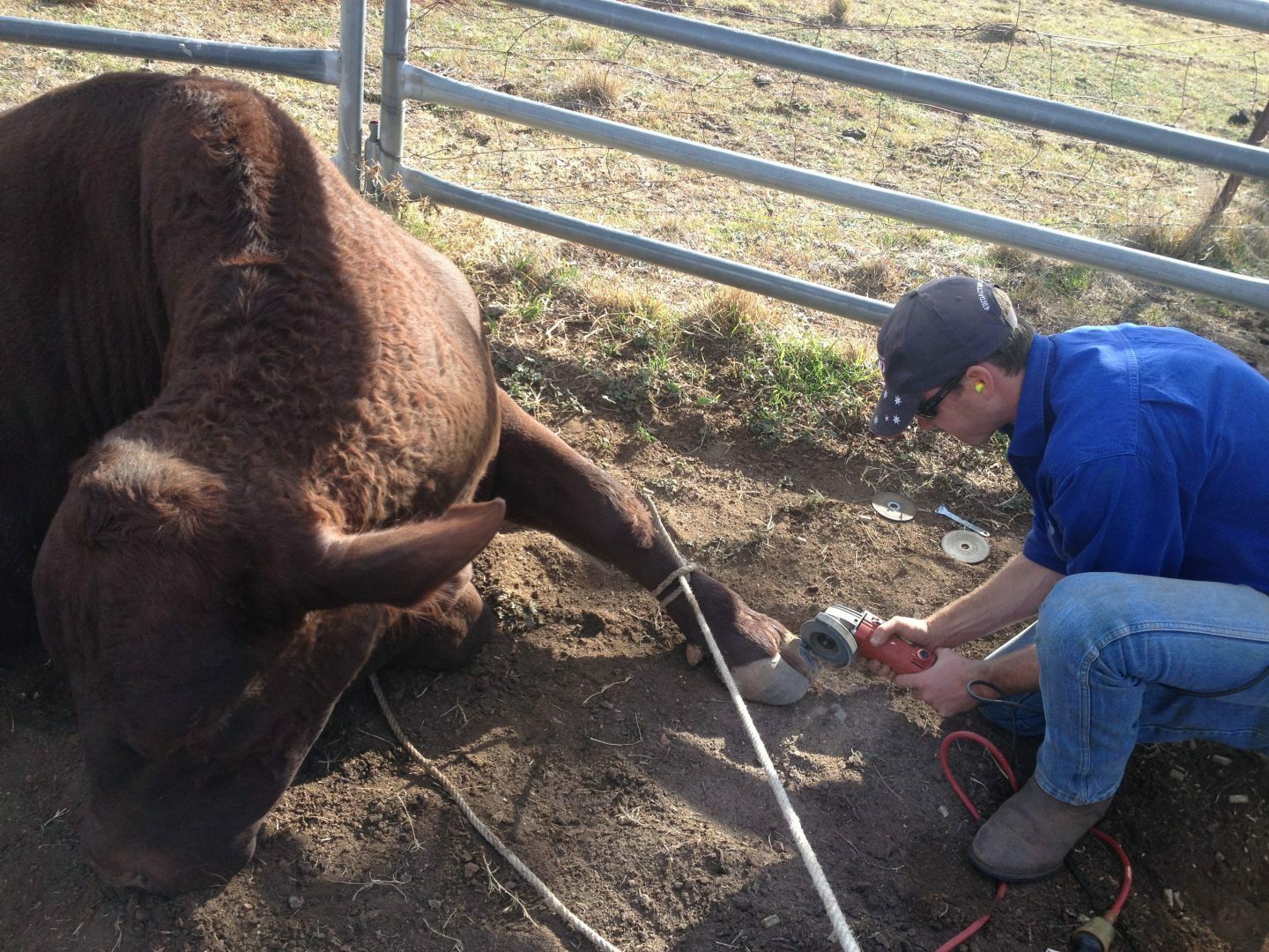 Contact | Albury Vet